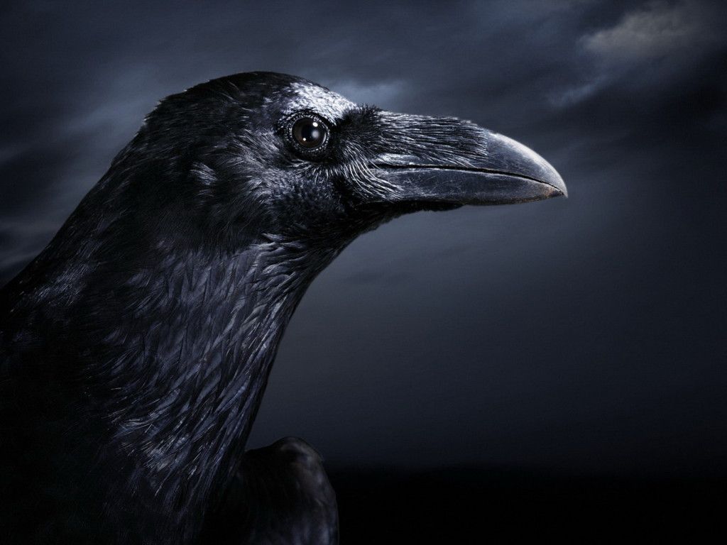 Raven Bird Wallpapers - Wallpaper Cave