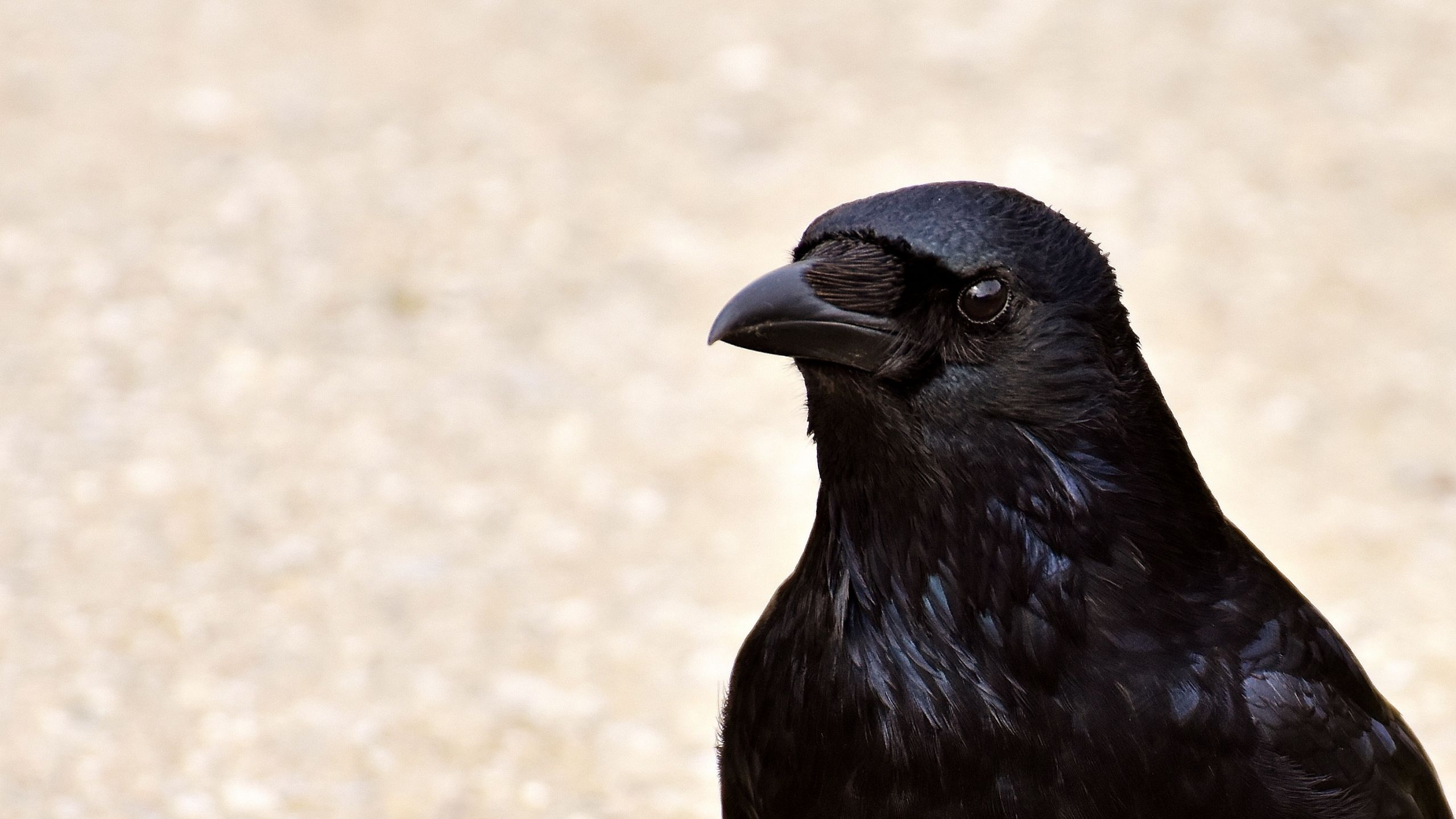 Raven Bird Wallpapers - Wallpaper Cave