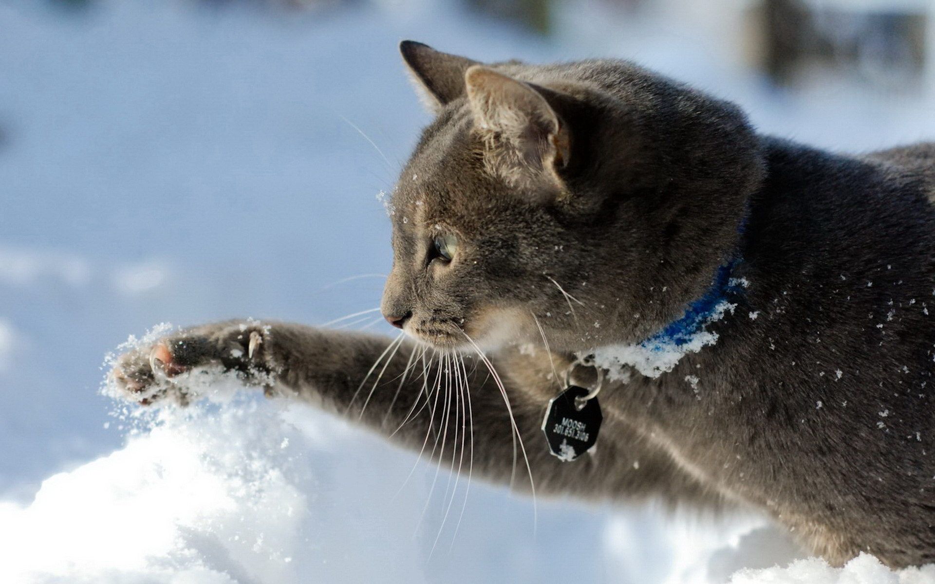 Winter Snow Cat Wallpapers - Wallpaper Cave