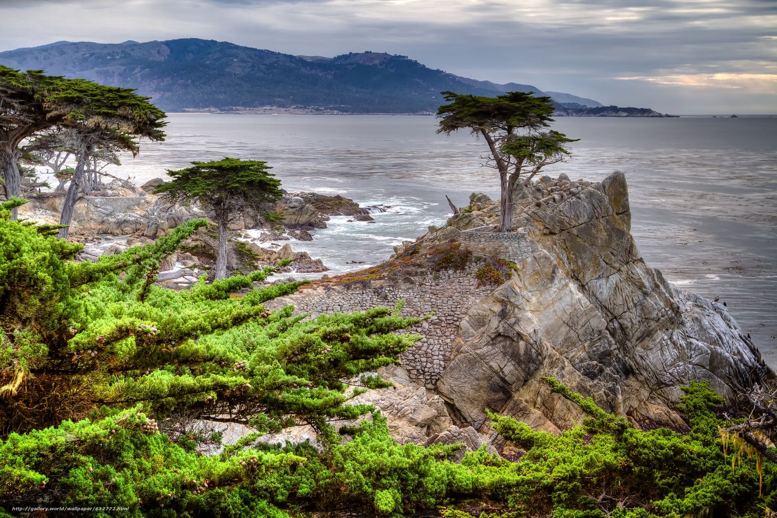 Lone Cypress Wallpapers - Wallpaper Cave