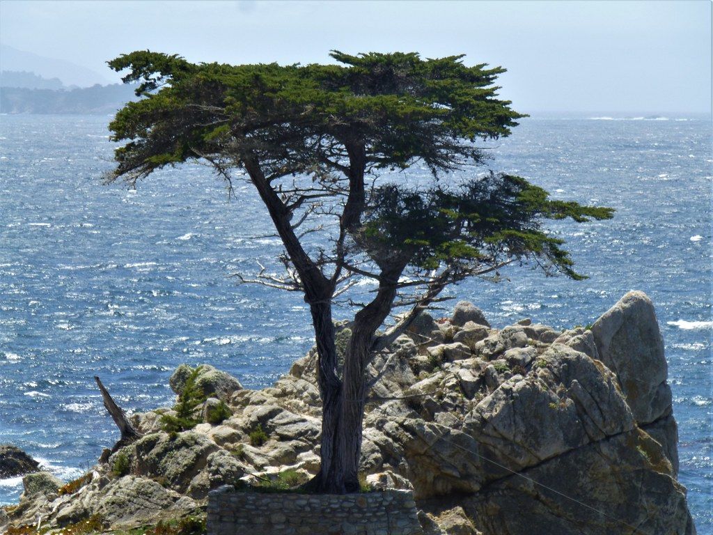 Lone Cypress Wallpapers - Wallpaper Cave