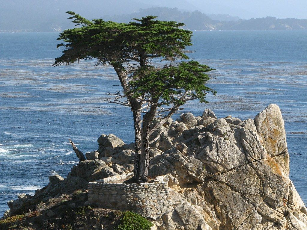 Lone Cypress Wallpapers - Wallpaper Cave