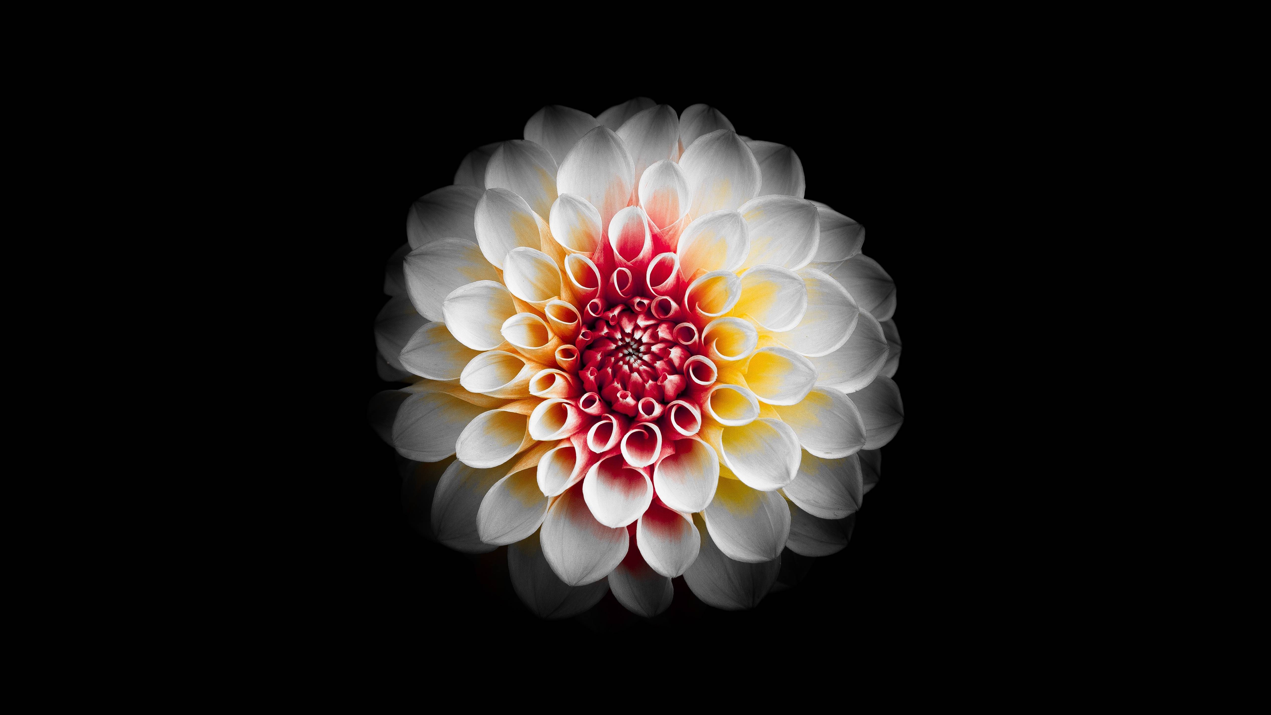 Amoled Flowers 4k Wallpapers - Wallpaper Cave