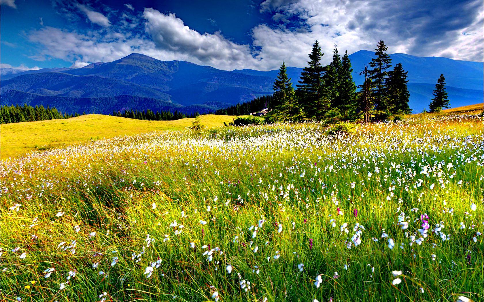 Springtime Meadow Wallpapers - Wallpaper Cave