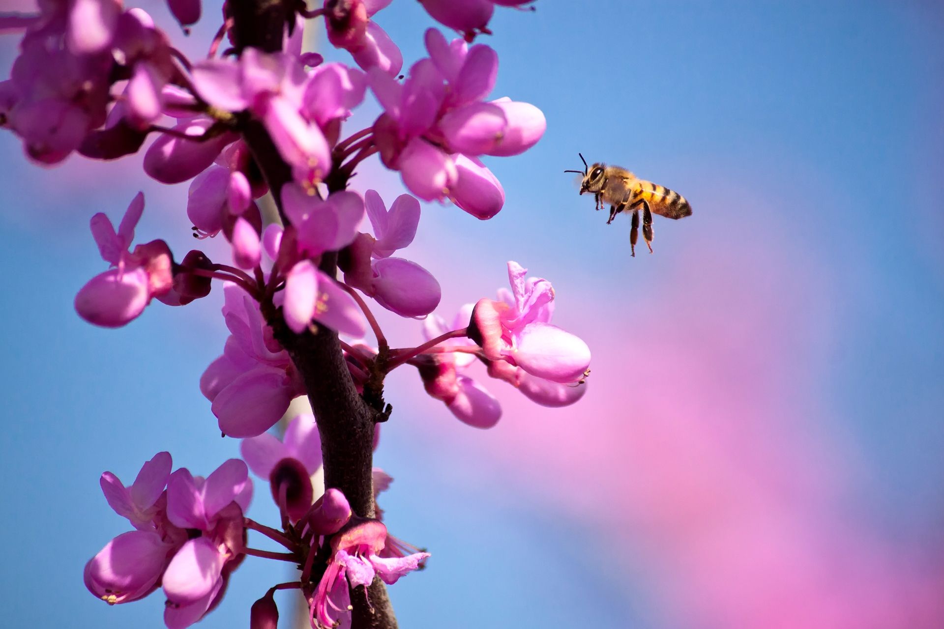 Spring Bees Wallpapers - Wallpaper Cave
