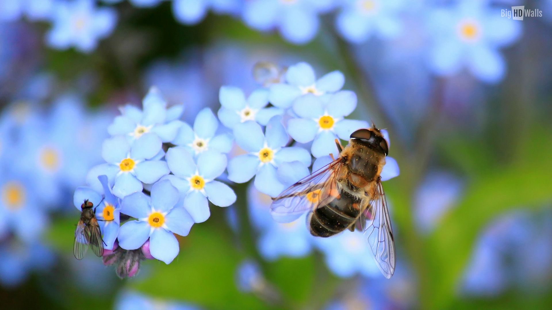 Spring Bees Wallpapers - Wallpaper Cave
