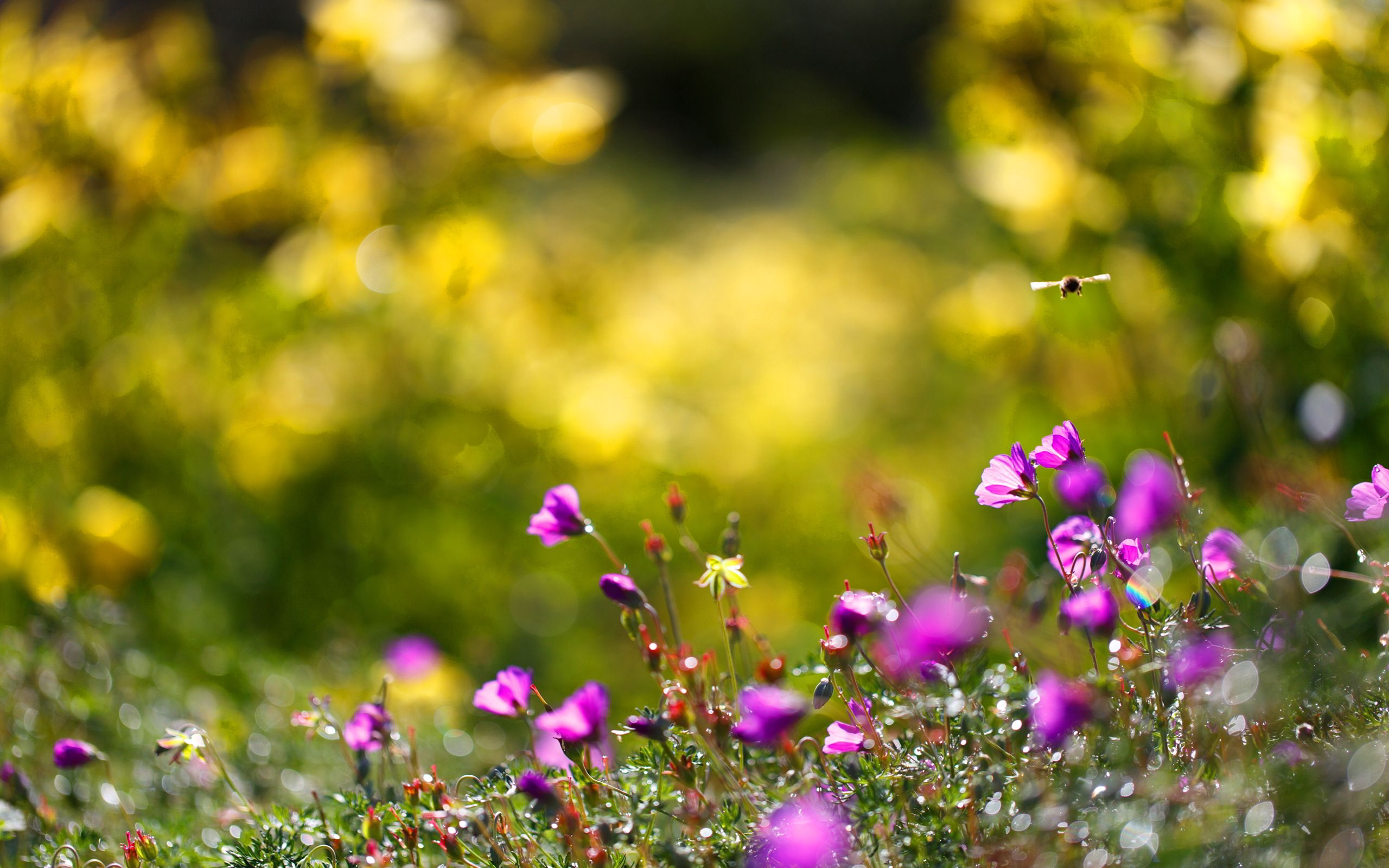 Spring Bees Wallpapers - Wallpaper Cave