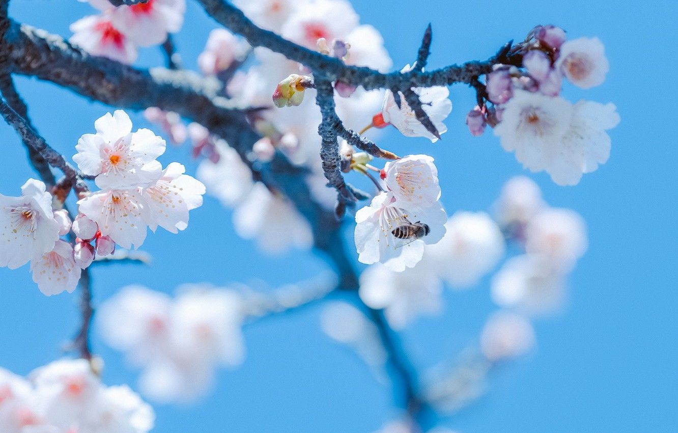 Spring Bees Wallpapers - Wallpaper Cave