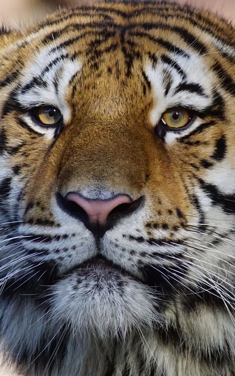 Animal 4k Android Wallpapers - Wallpaper Cave