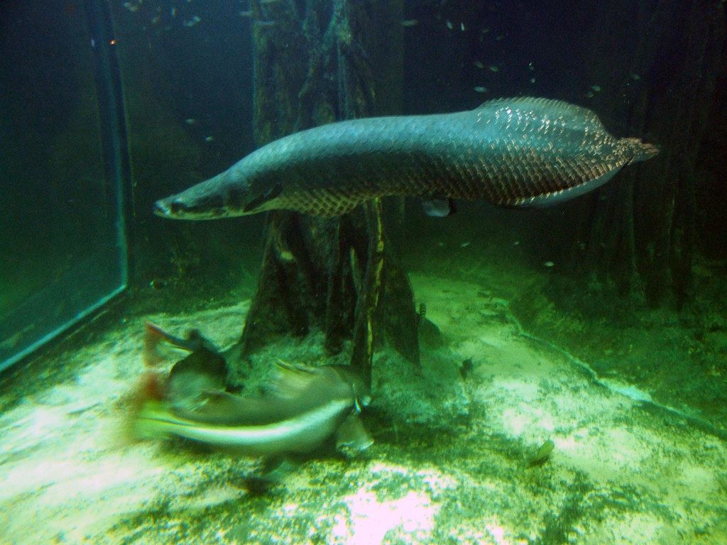 Arapaima Wallpapers - Wallpaper Cave