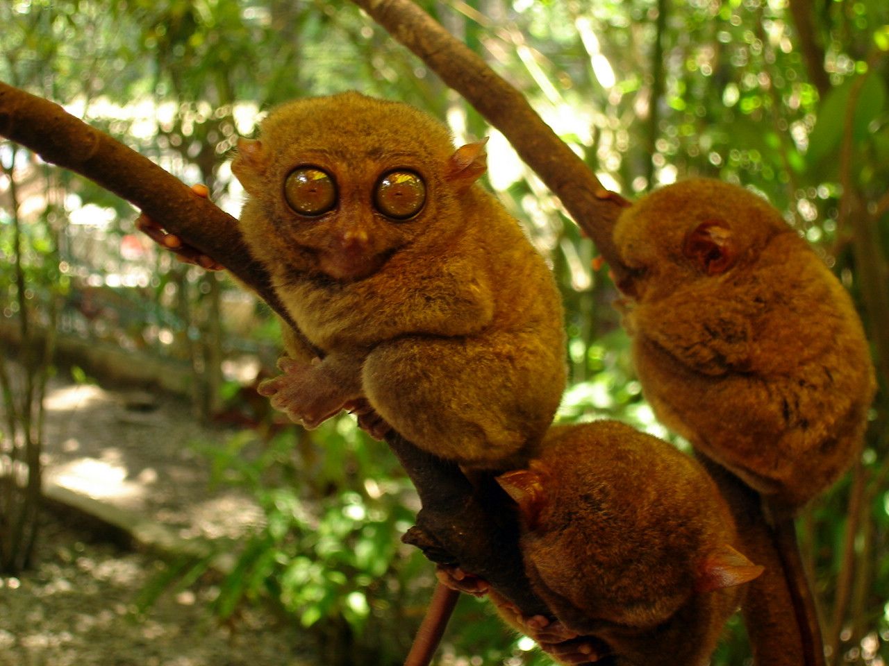 Tarsier Wallpapers - Wallpaper Cave