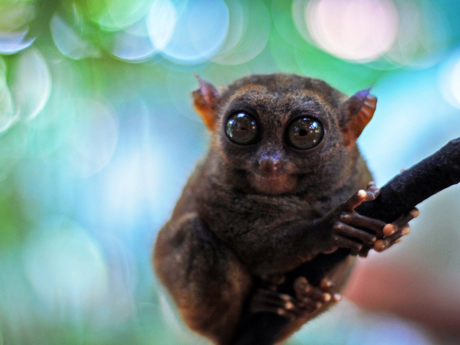 Tarsier Wallpapers - Wallpaper Cave