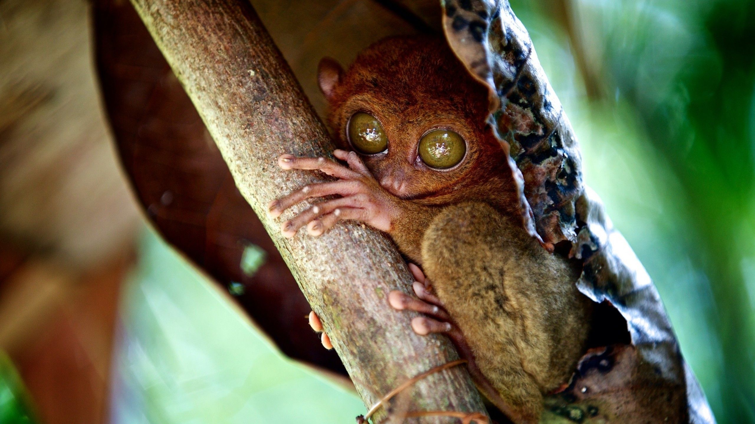 Tarsier Wallpapers - Wallpaper Cave