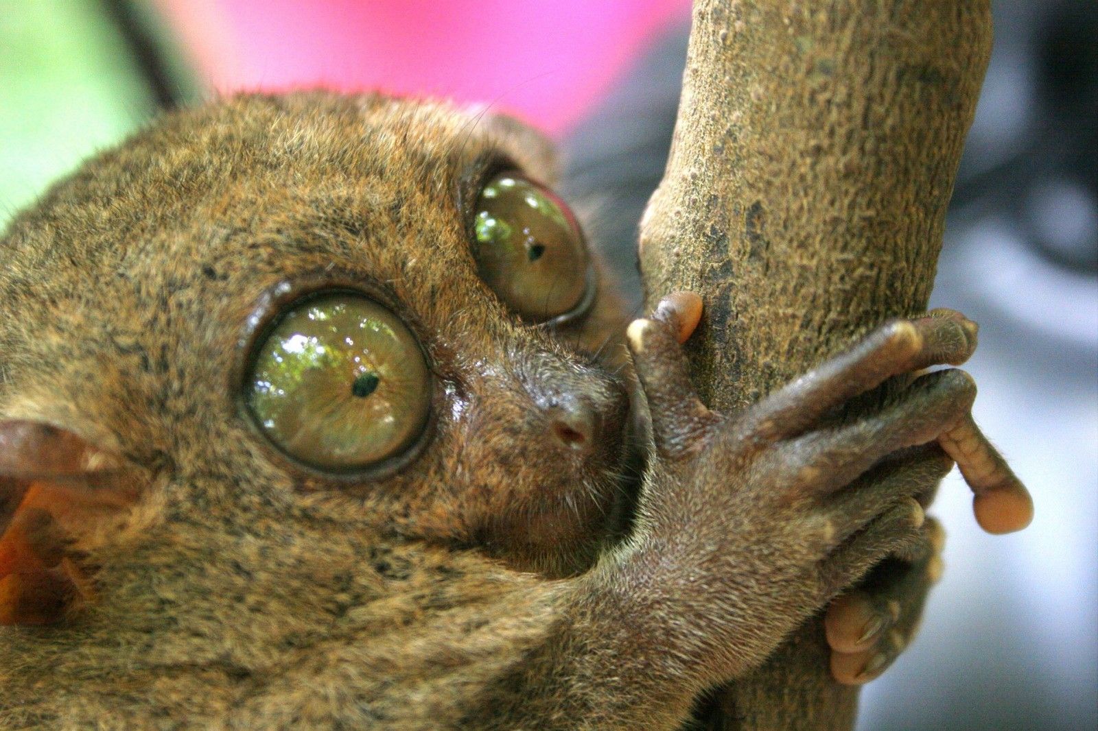 Tarsier Wallpapers - Wallpaper Cave
