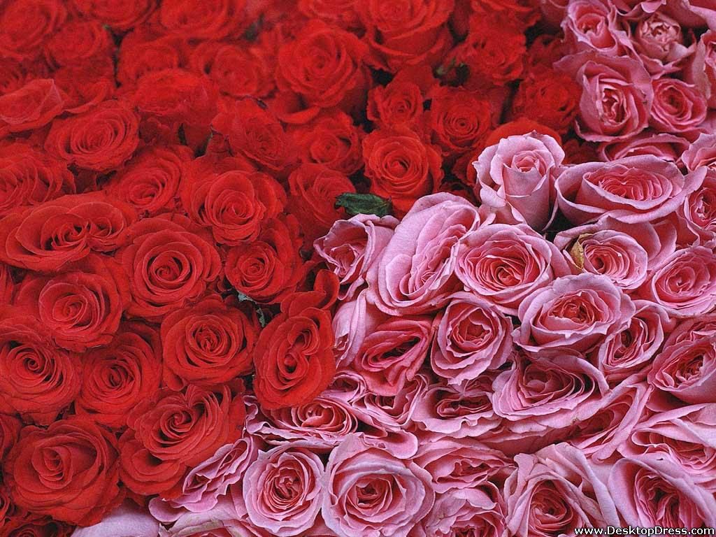 Roses Are Red Wallpapers - Wallpaper Cave