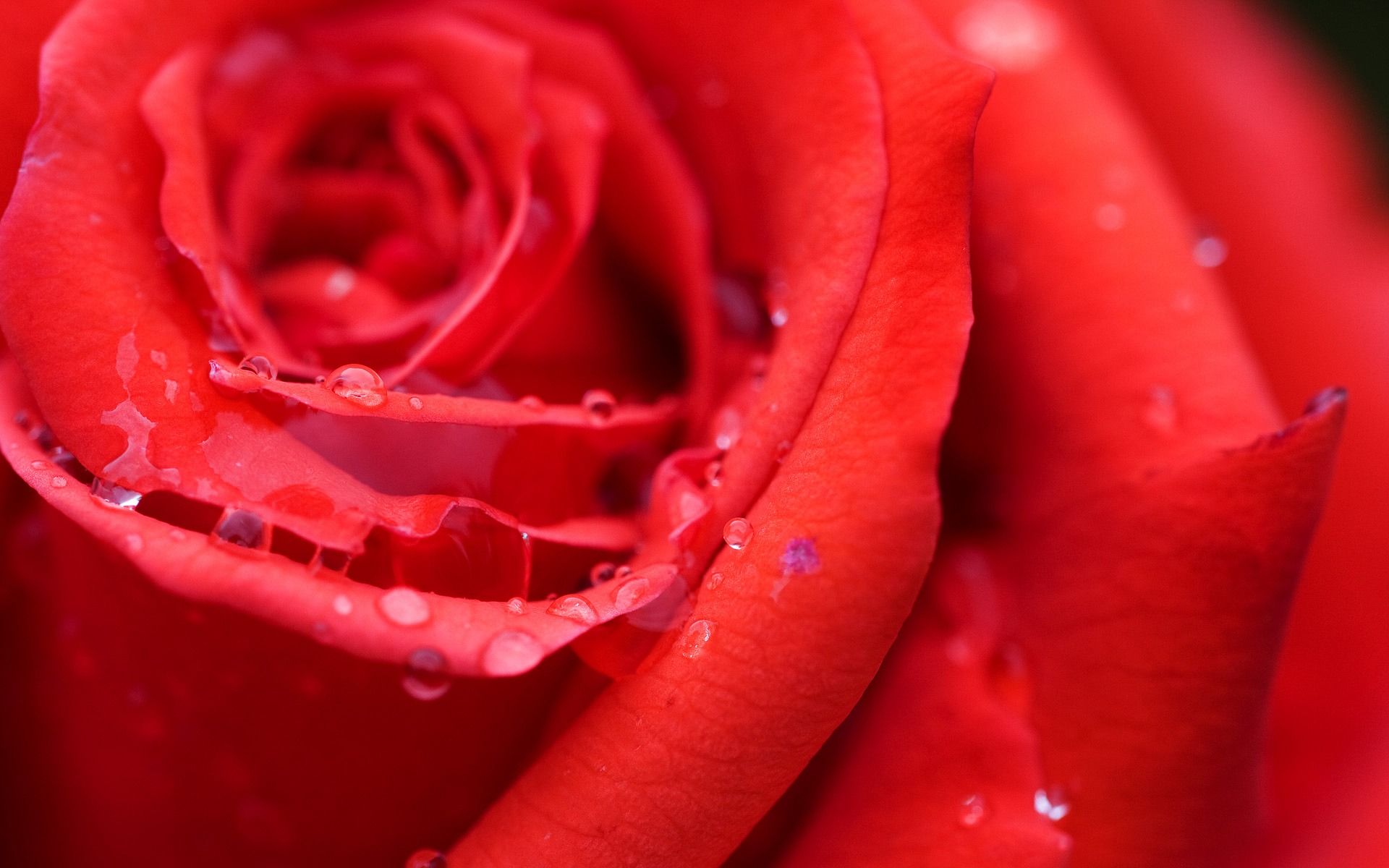 Roses Are Red Wallpapers - Wallpaper Cave