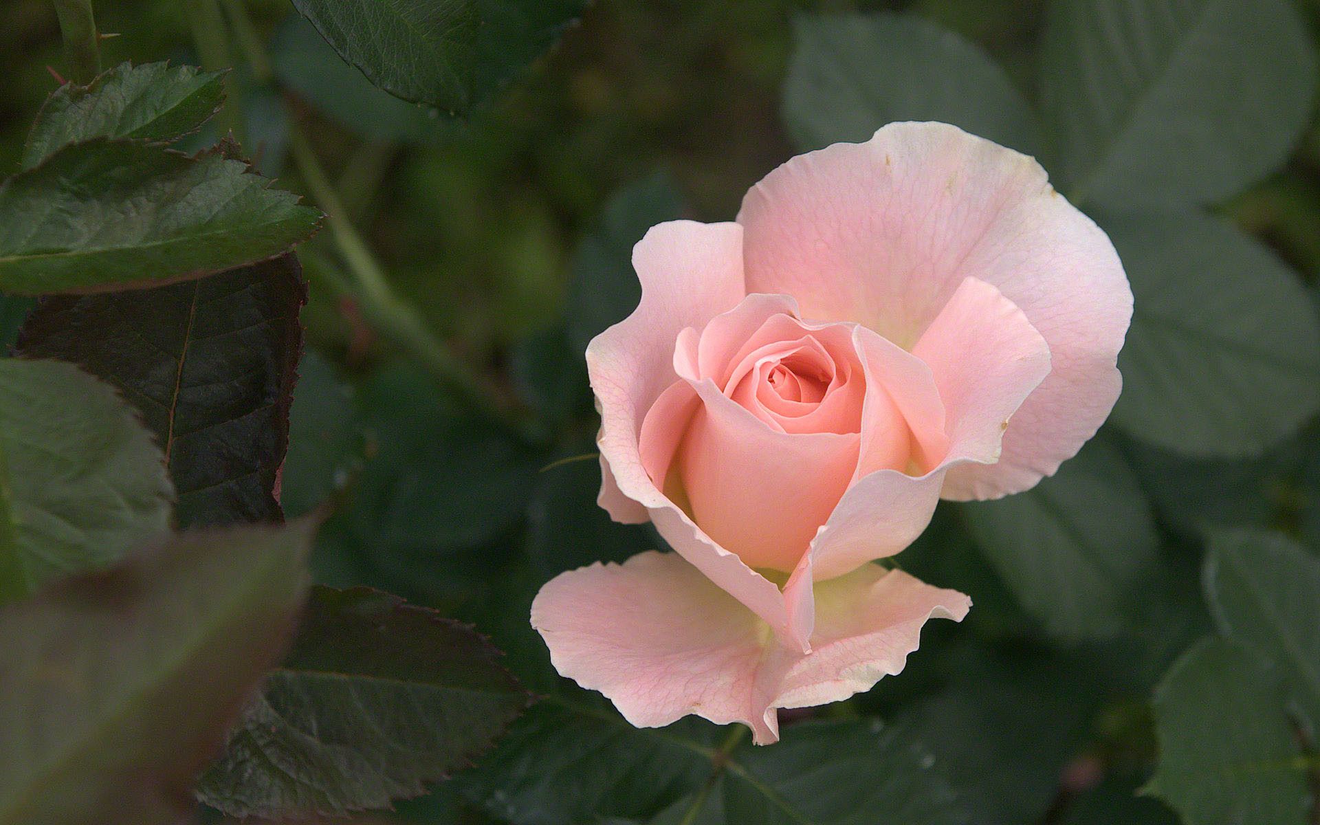 Computer Rose HD Wallpapers - Wallpaper Cave