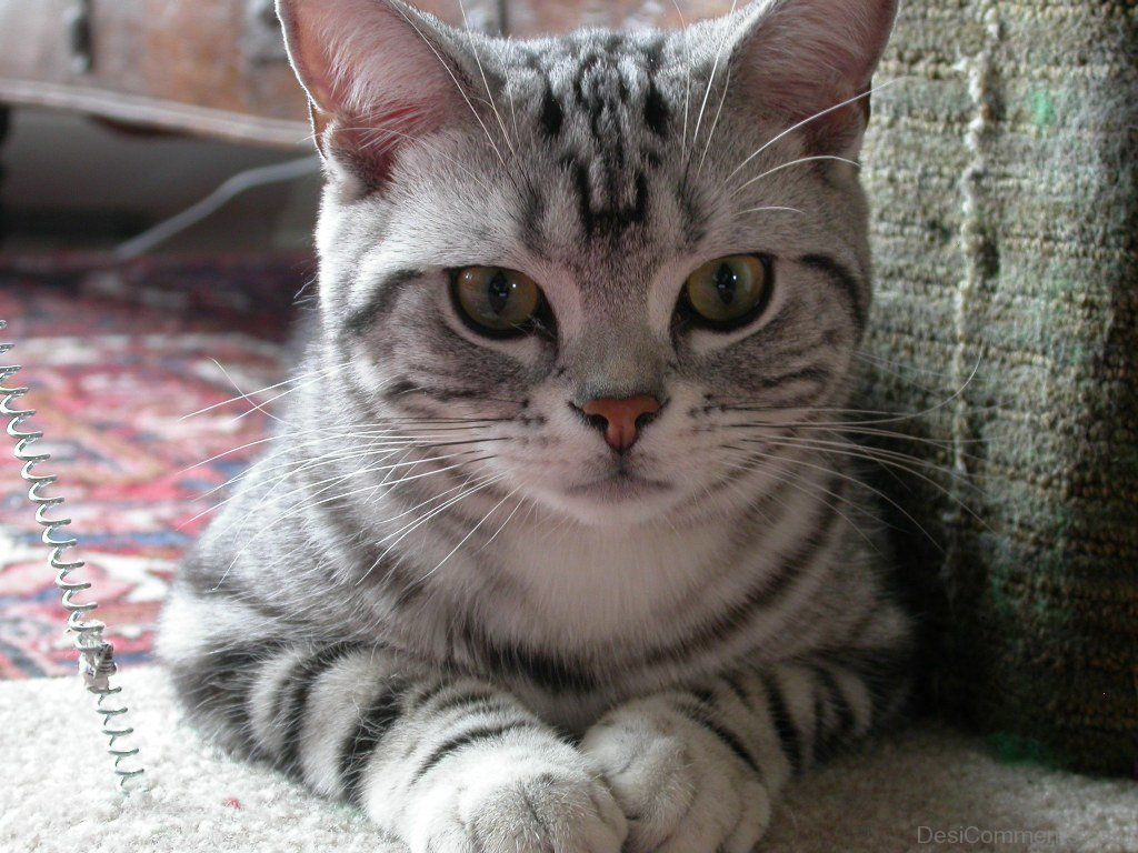 American Shorthair Wallpapers Wallpaper Cave American Shorthair Wallpapers Wallpaper Cave