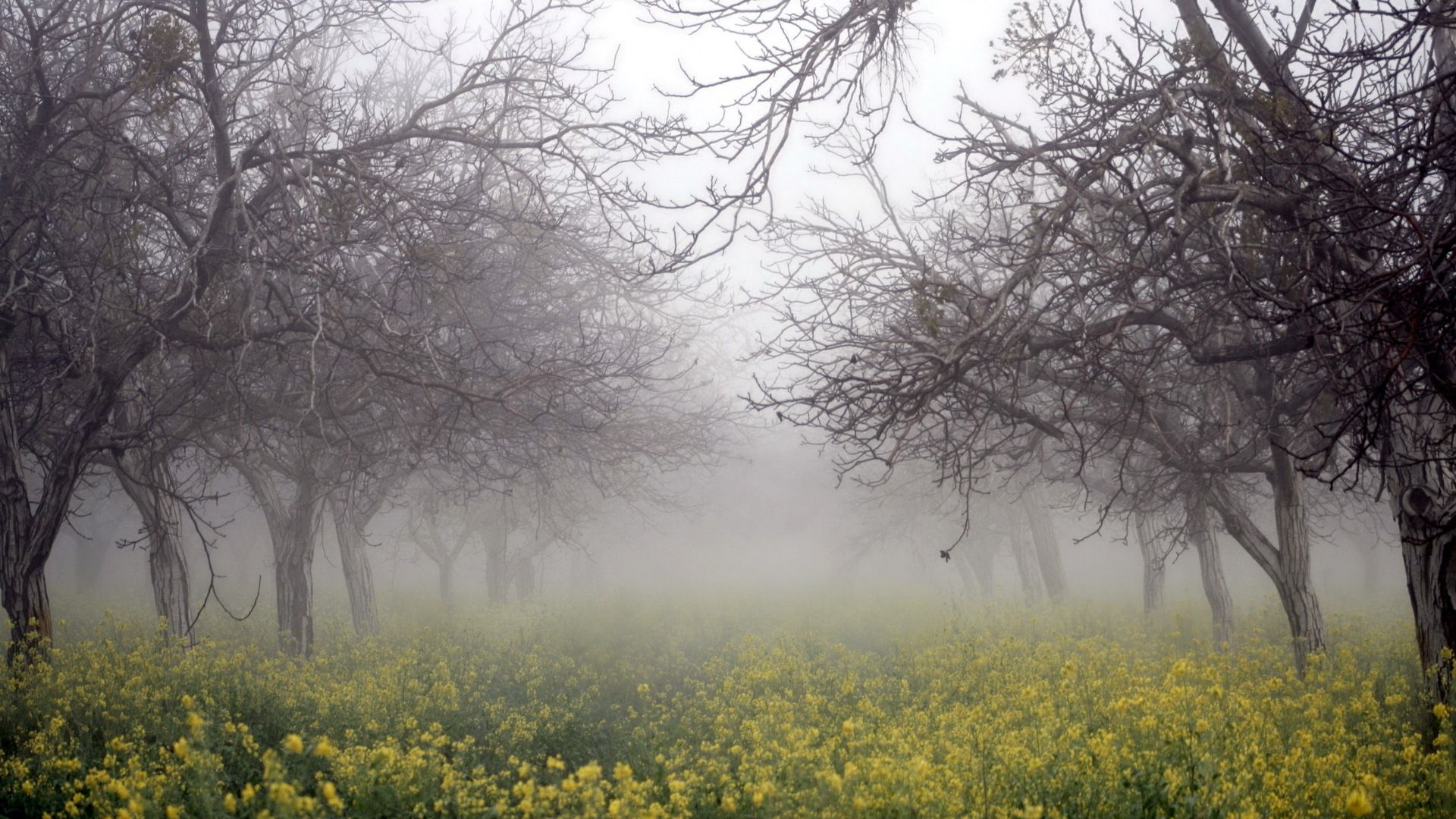 Foggy Morning Wallpapers - Wallpaper Cave