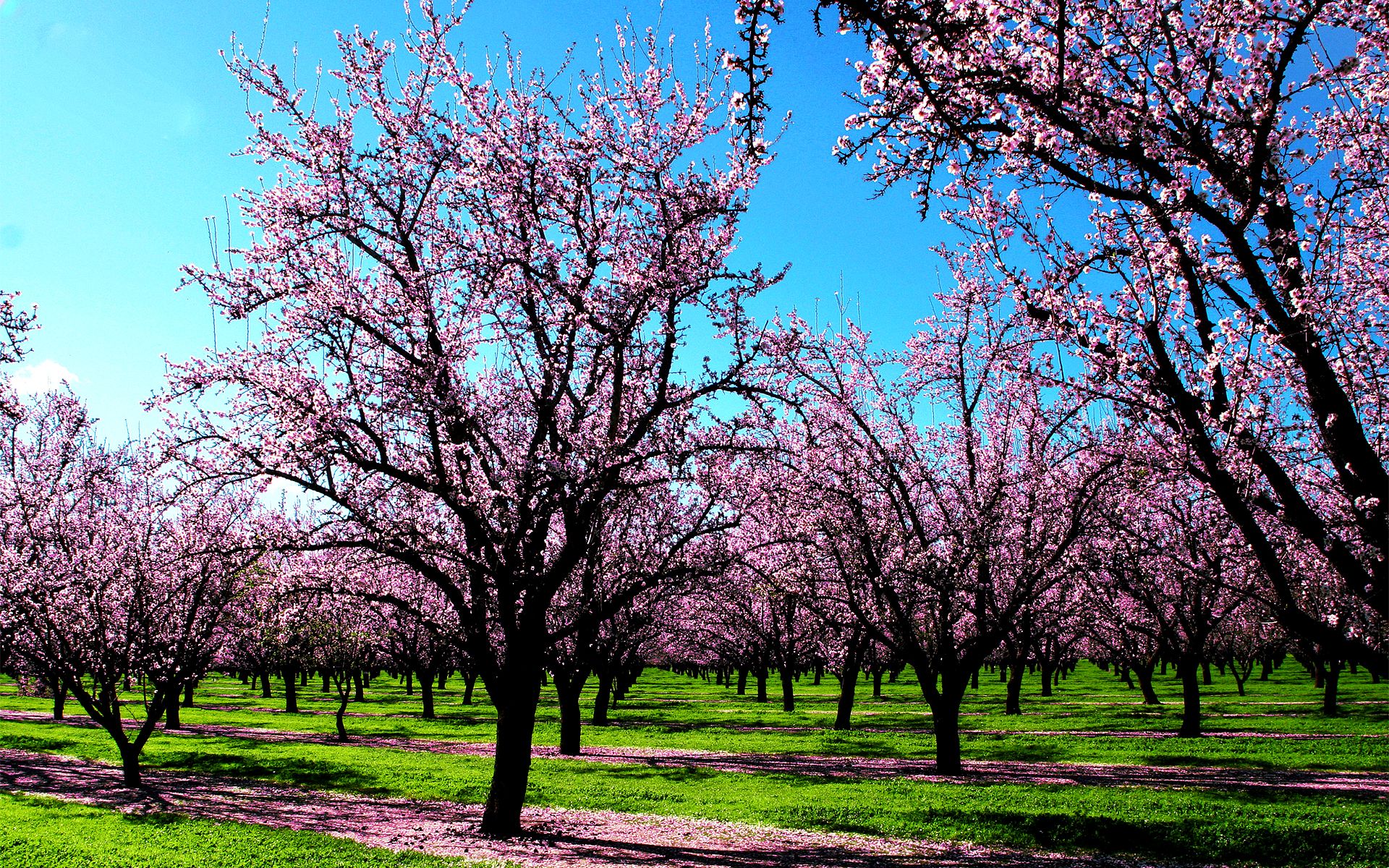 I Smell Spring Wallpapers - Wallpaper Cave