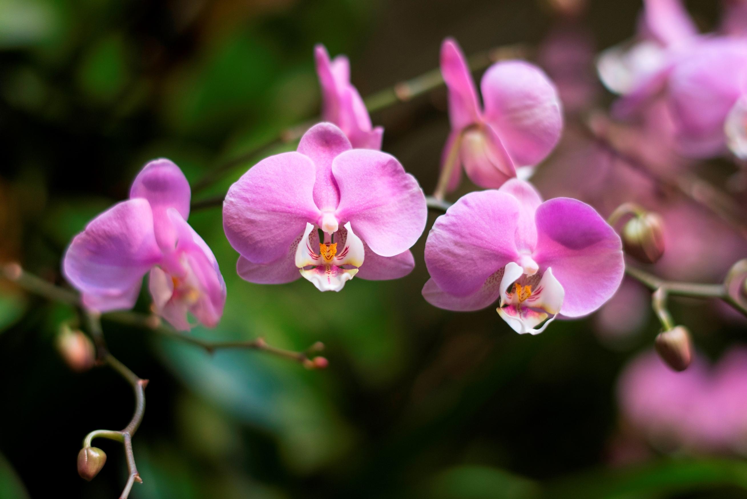 I Smell Spring Wallpapers - Wallpaper Cave