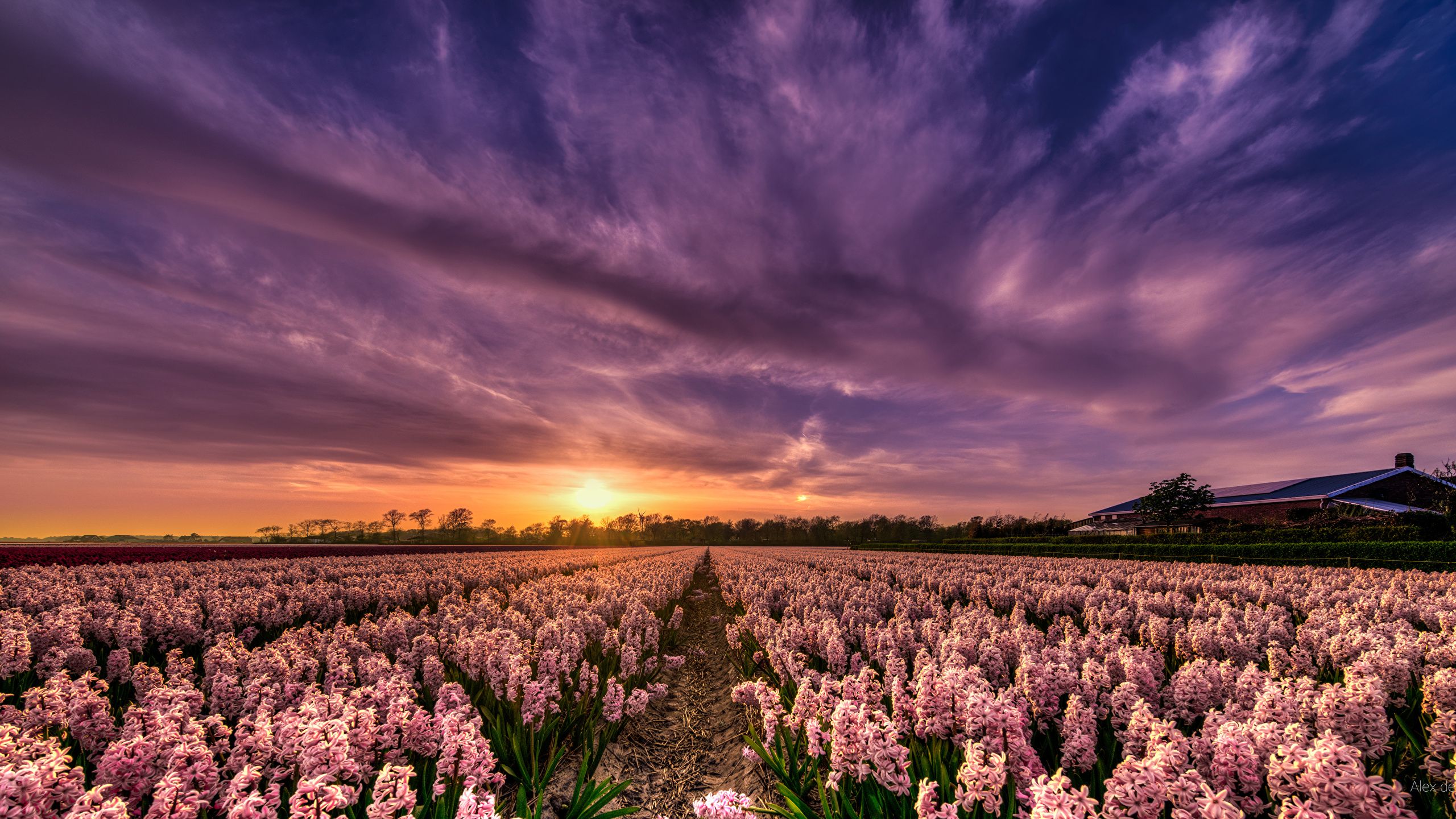 Field Hyacinths Sunset Wallpapers - Wallpaper Cave