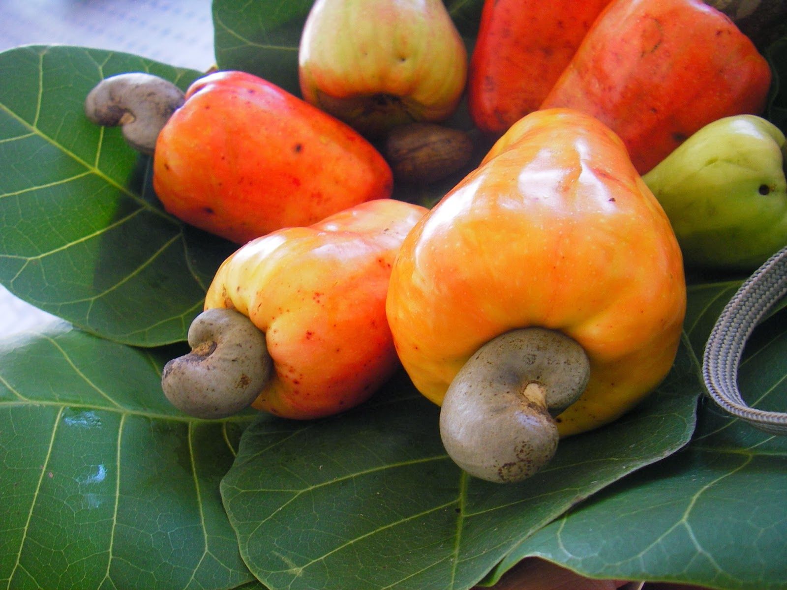 Cashew Desktop HD Wallpapers - Wallpaper Cave