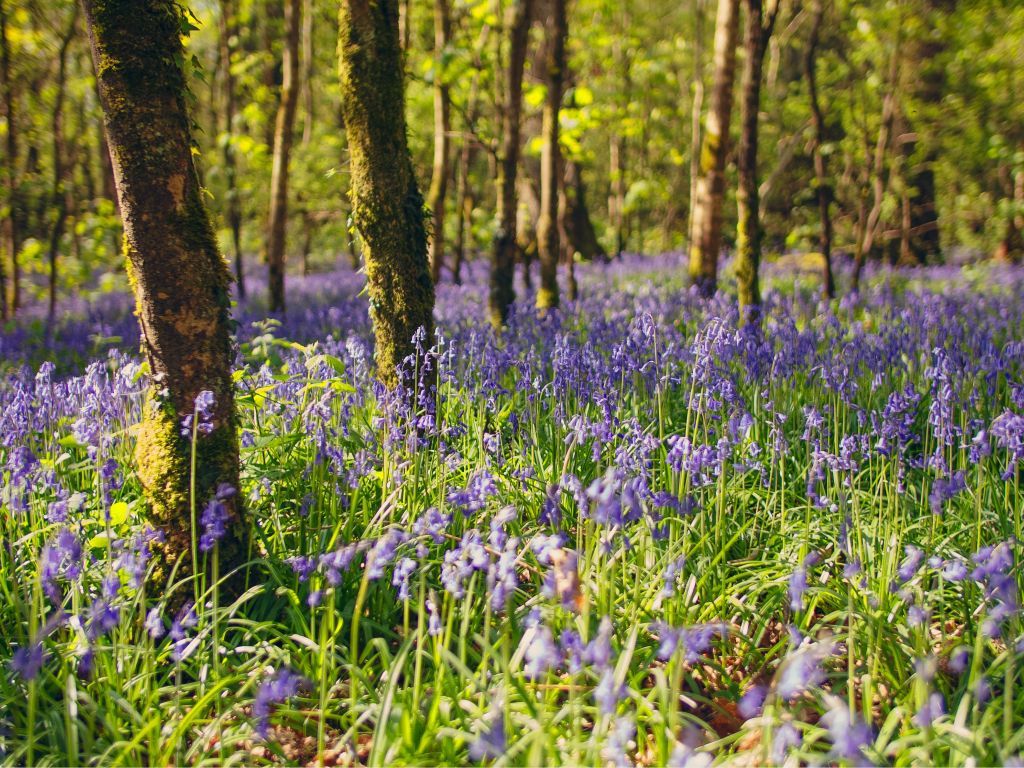 Ireland Spring Wallpapers - Wallpaper Cave