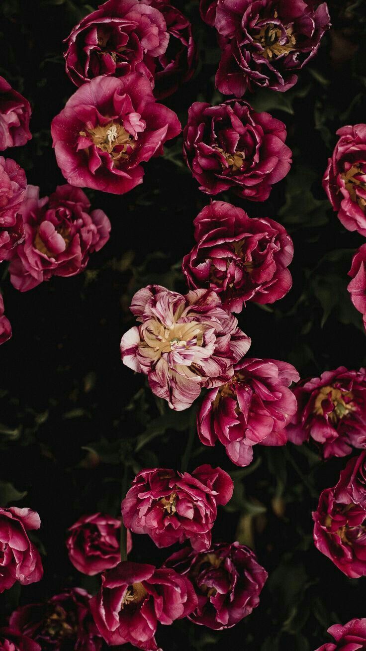 Organic Flower Wallpapers - Wallpaper Cave