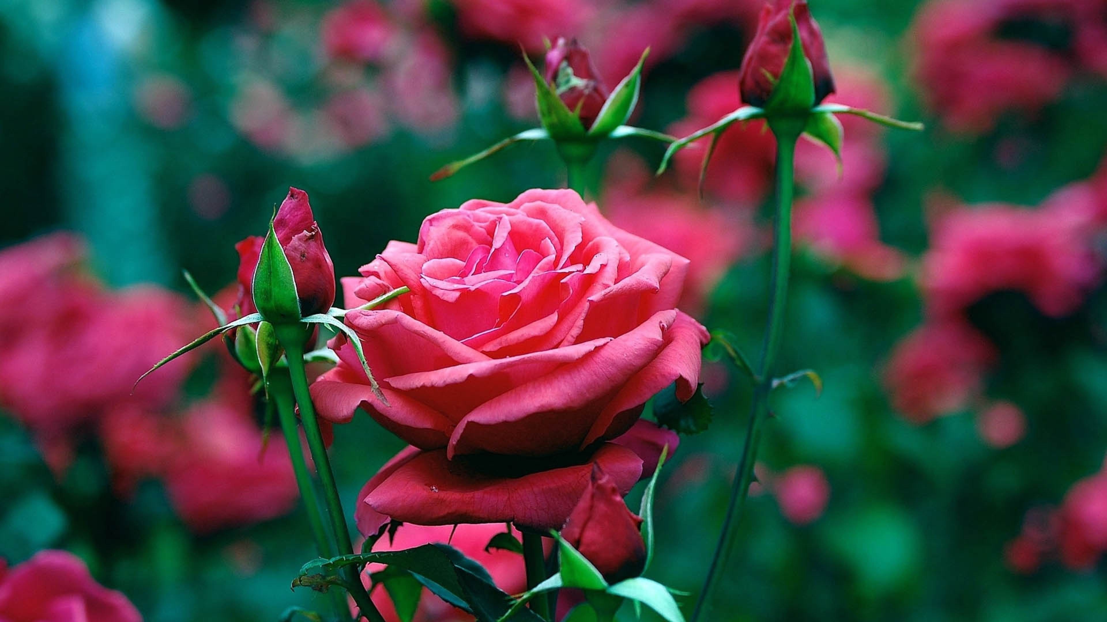 Organic Flower Wallpapers - Wallpaper Cave