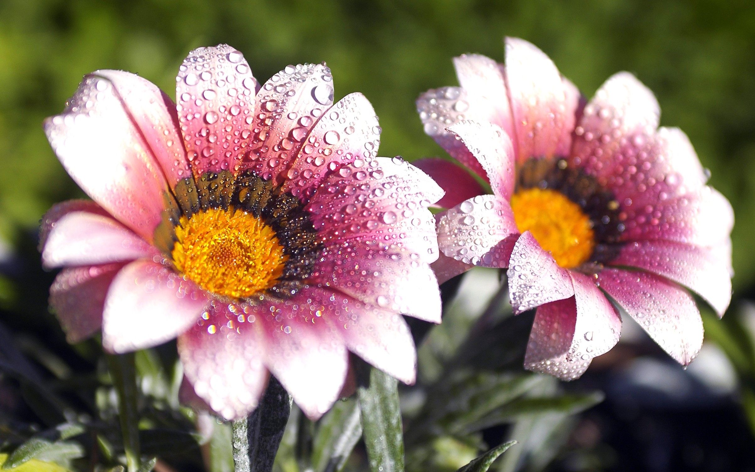 Organic Flower Wallpapers - Wallpaper Cave