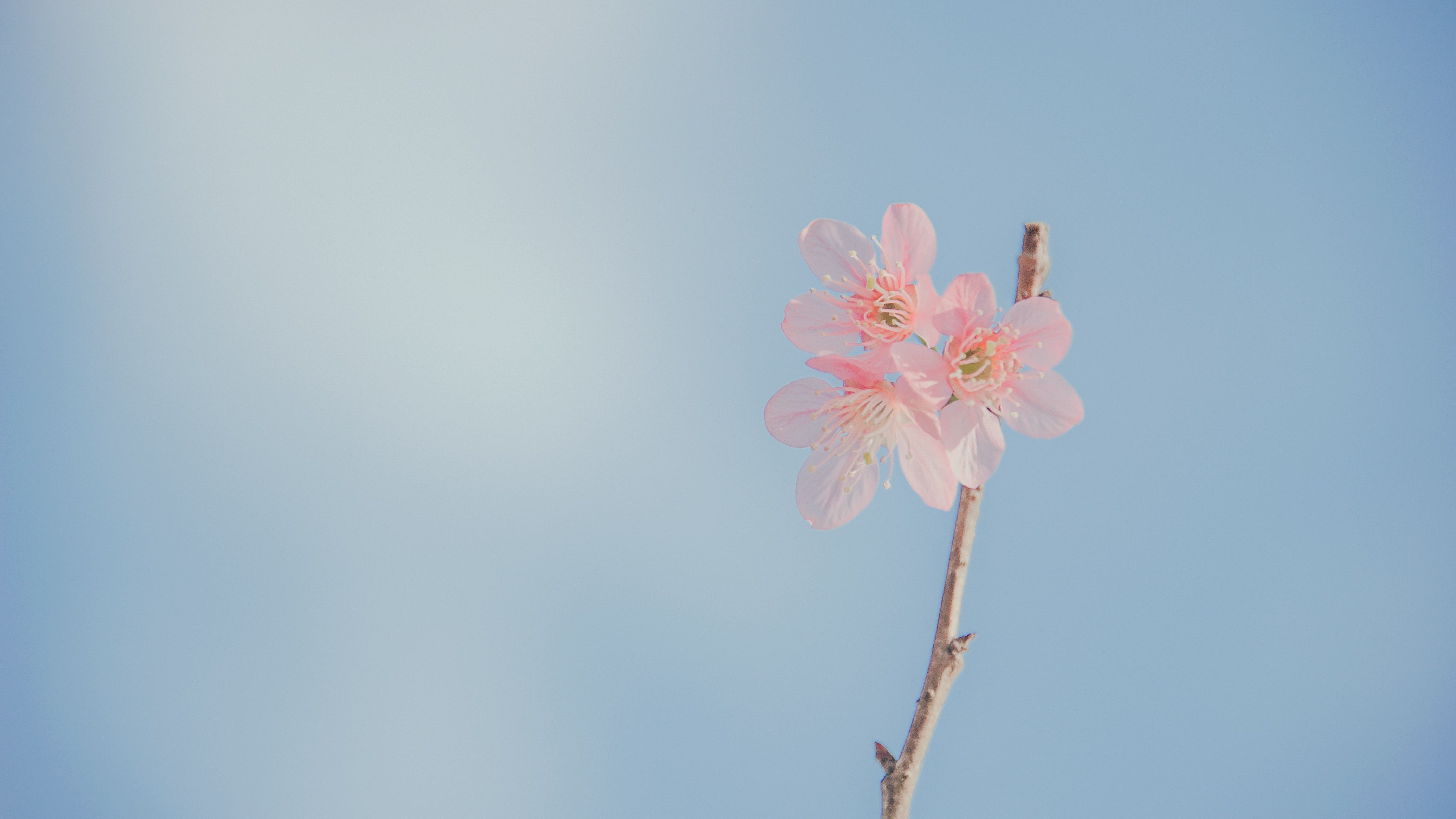 Organic Flower Wallpapers - Wallpaper Cave