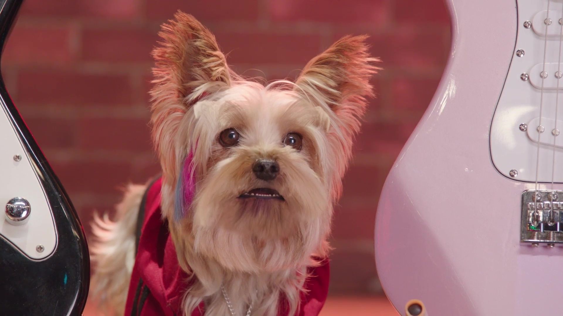 Pup Star Wallpapers - Wallpaper Cave