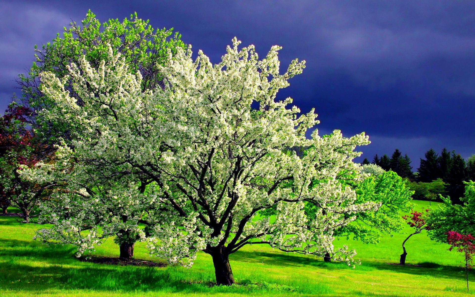 HD Spring Trees Wallpapers - Wallpaper Cave