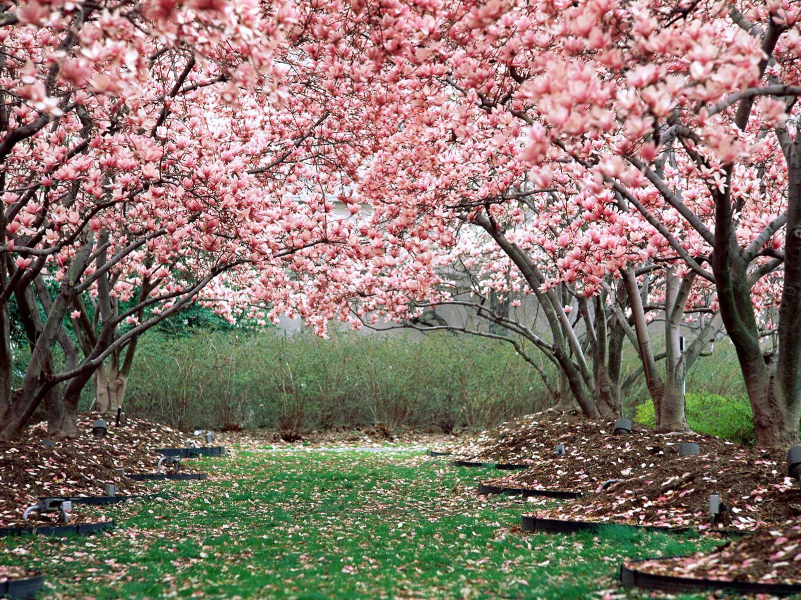 Spring Trees HD Wallpapers - Wallpaper Cave