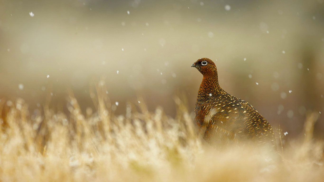 Grouse Wallpapers - Wallpaper Cave