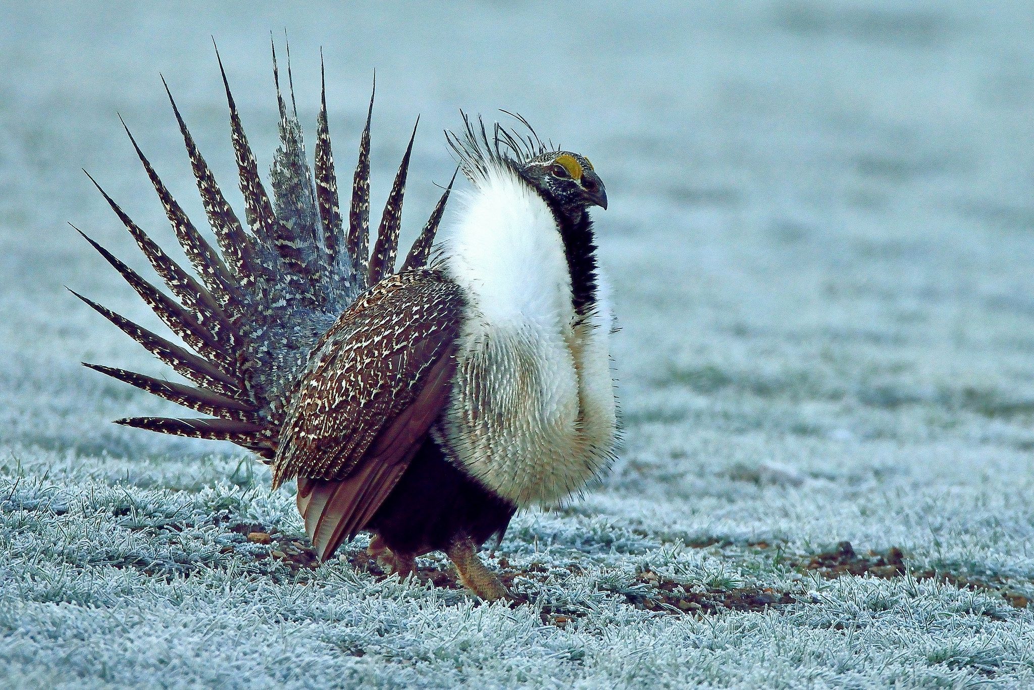 Grouse Wallpapers - Wallpaper Cave