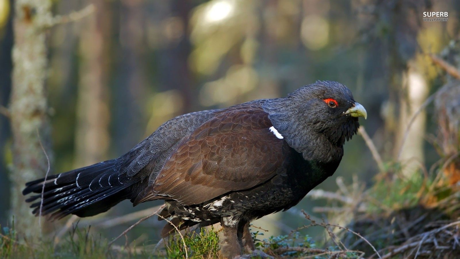 Grouse Wallpapers - Wallpaper Cave