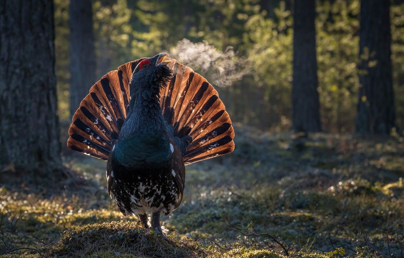 Grouse Wallpapers - Wallpaper Cave