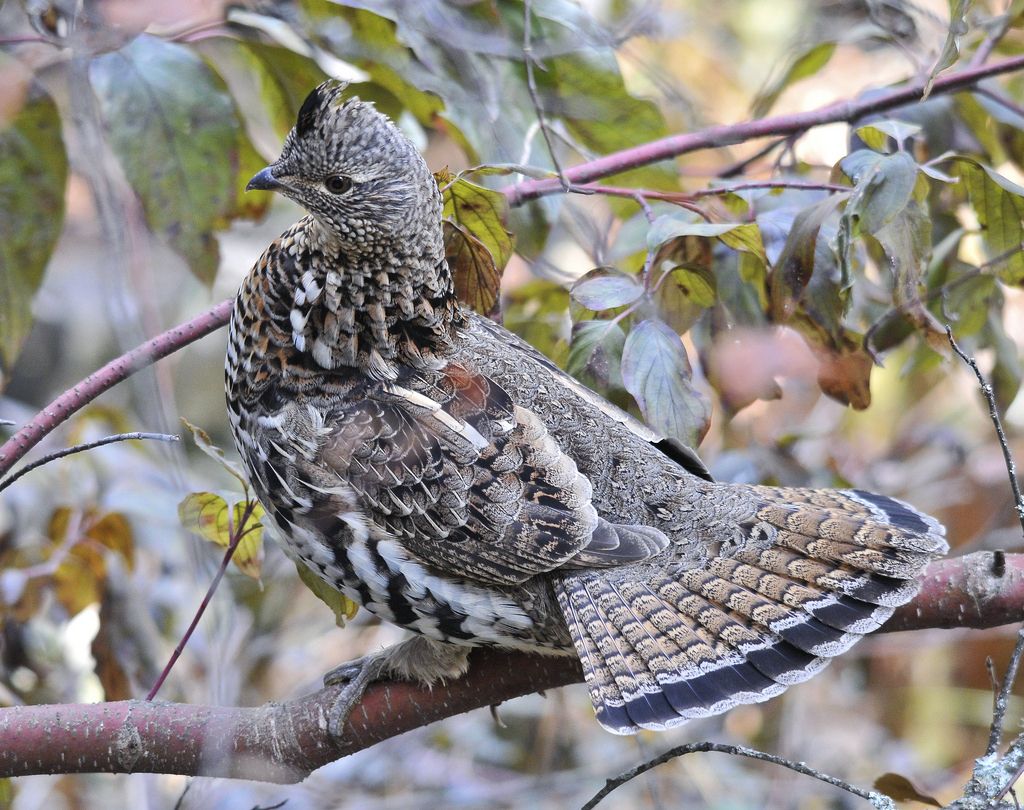 Grouse Wallpapers - Wallpaper Cave