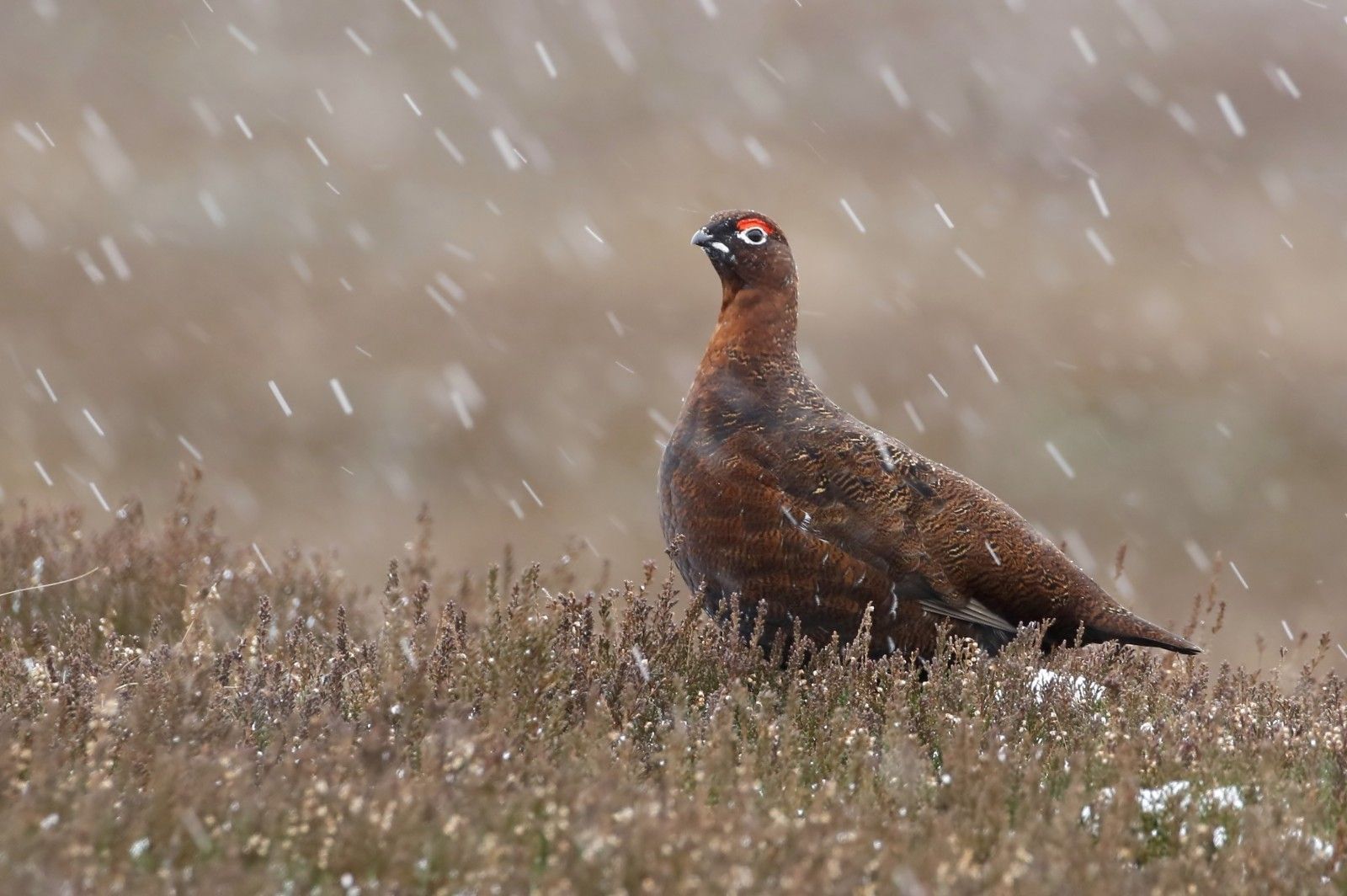 Grouse Wallpapers - Wallpaper Cave