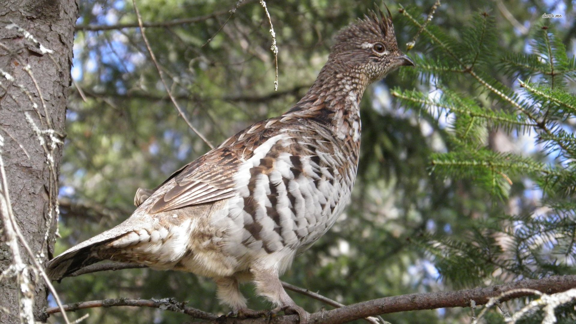 Grouse Wallpapers - Wallpaper Cave