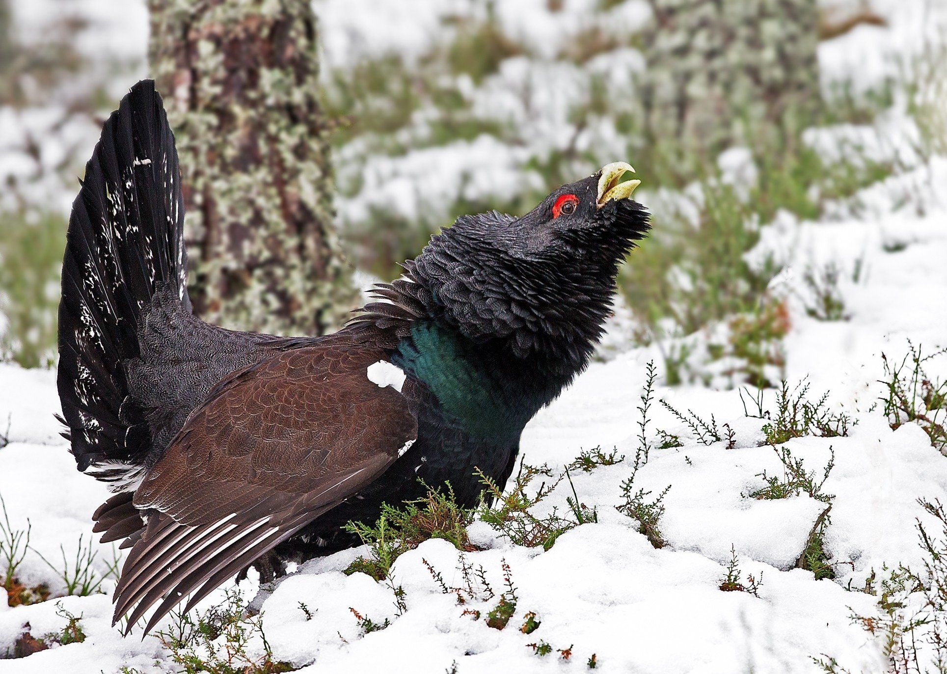 Grouse Wallpapers - Wallpaper Cave