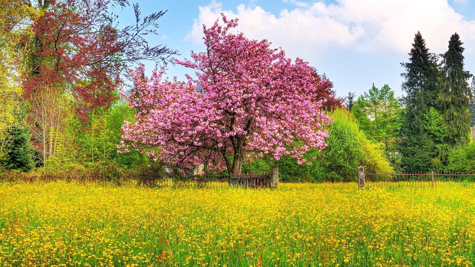 1600x900 Spring Wallpapers - Wallpaper Cave