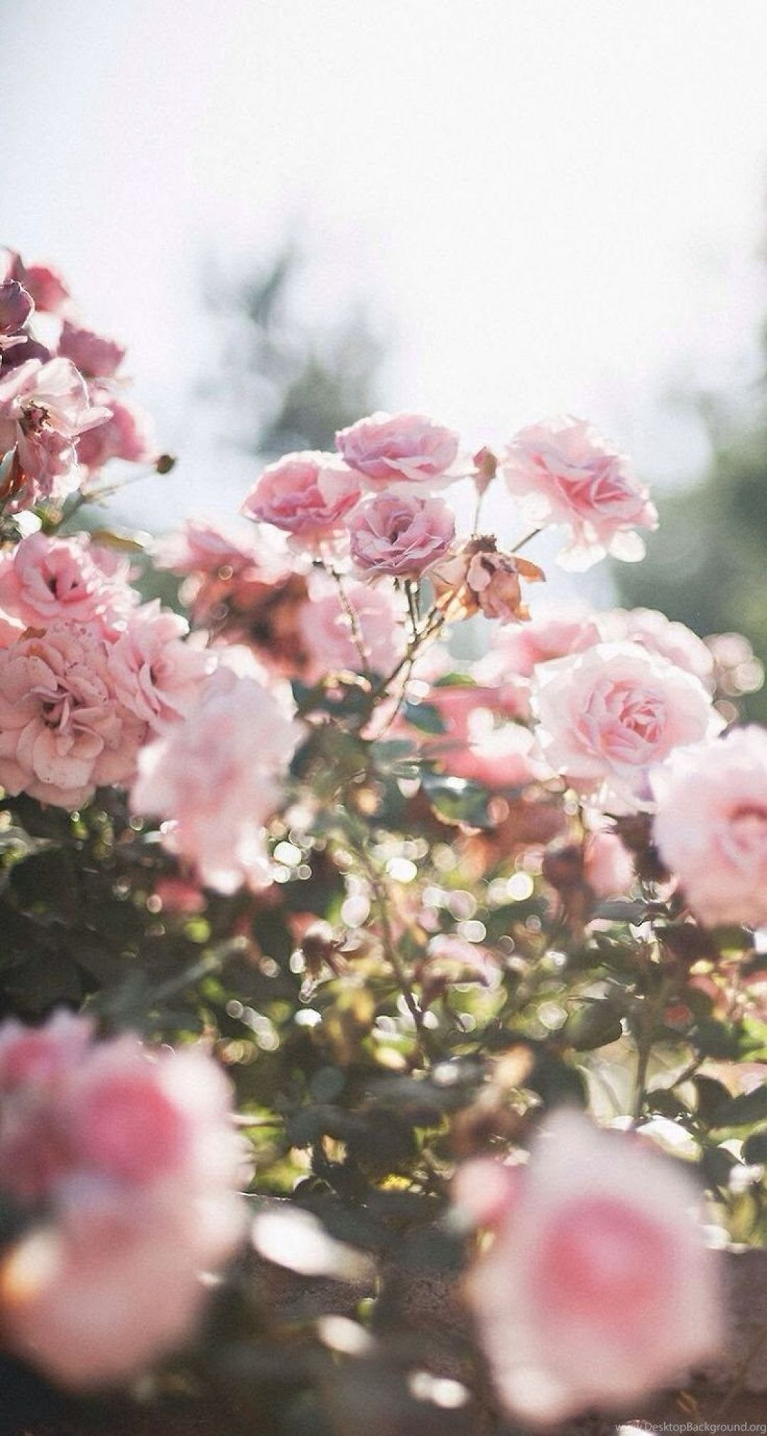 Floral Spring Wallpapers - Wallpaper Cave