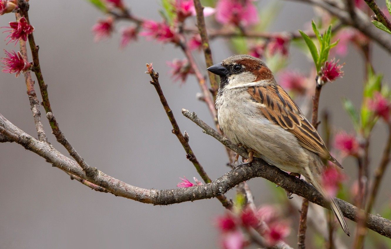 Sparrow Birds Spring Wallpapers - Wallpaper Cave