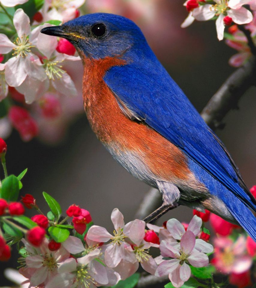 Sparrow Birds Spring Wallpapers - Wallpaper Cave