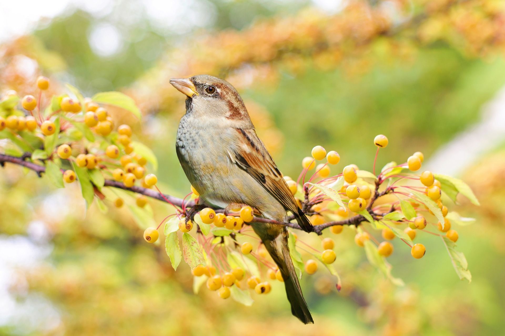 Sparrow Birds Spring Wallpapers - Wallpaper Cave