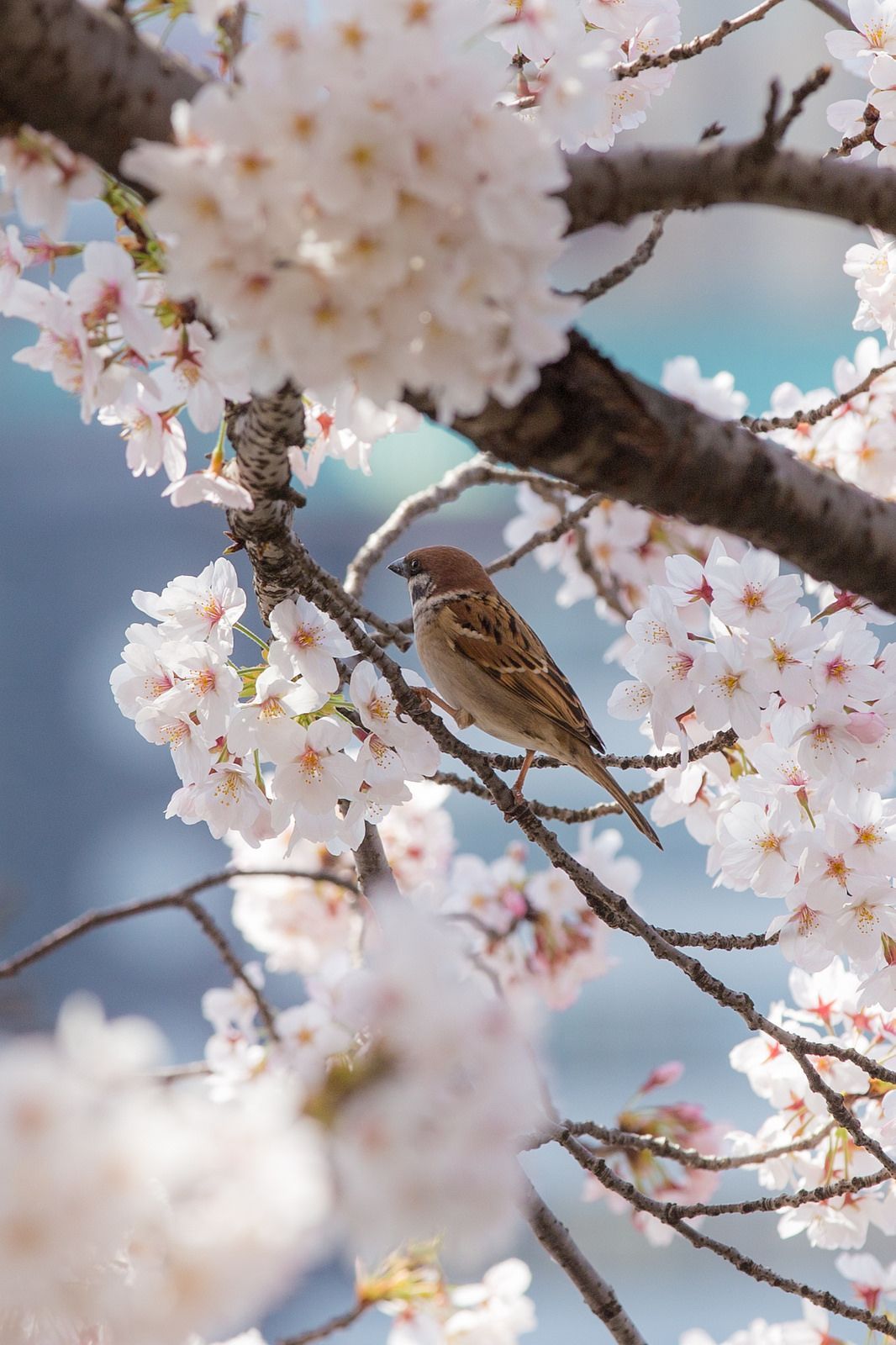 Sparrow Birds Spring Wallpapers - Wallpaper Cave
