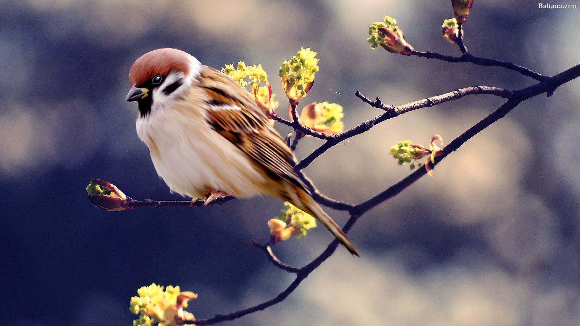 Sparrow Birds Spring Wallpapers - Wallpaper Cave